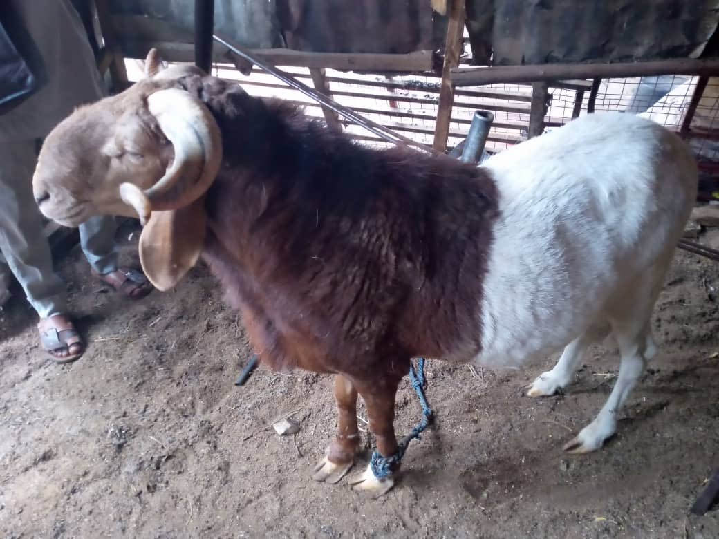 Sallah: Chief Imam’s sacrificial ram stolen in Plateau state